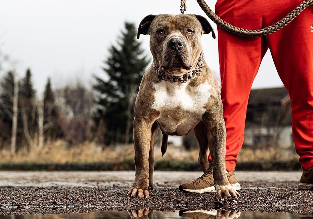 Brachial Bullys – American Bullys